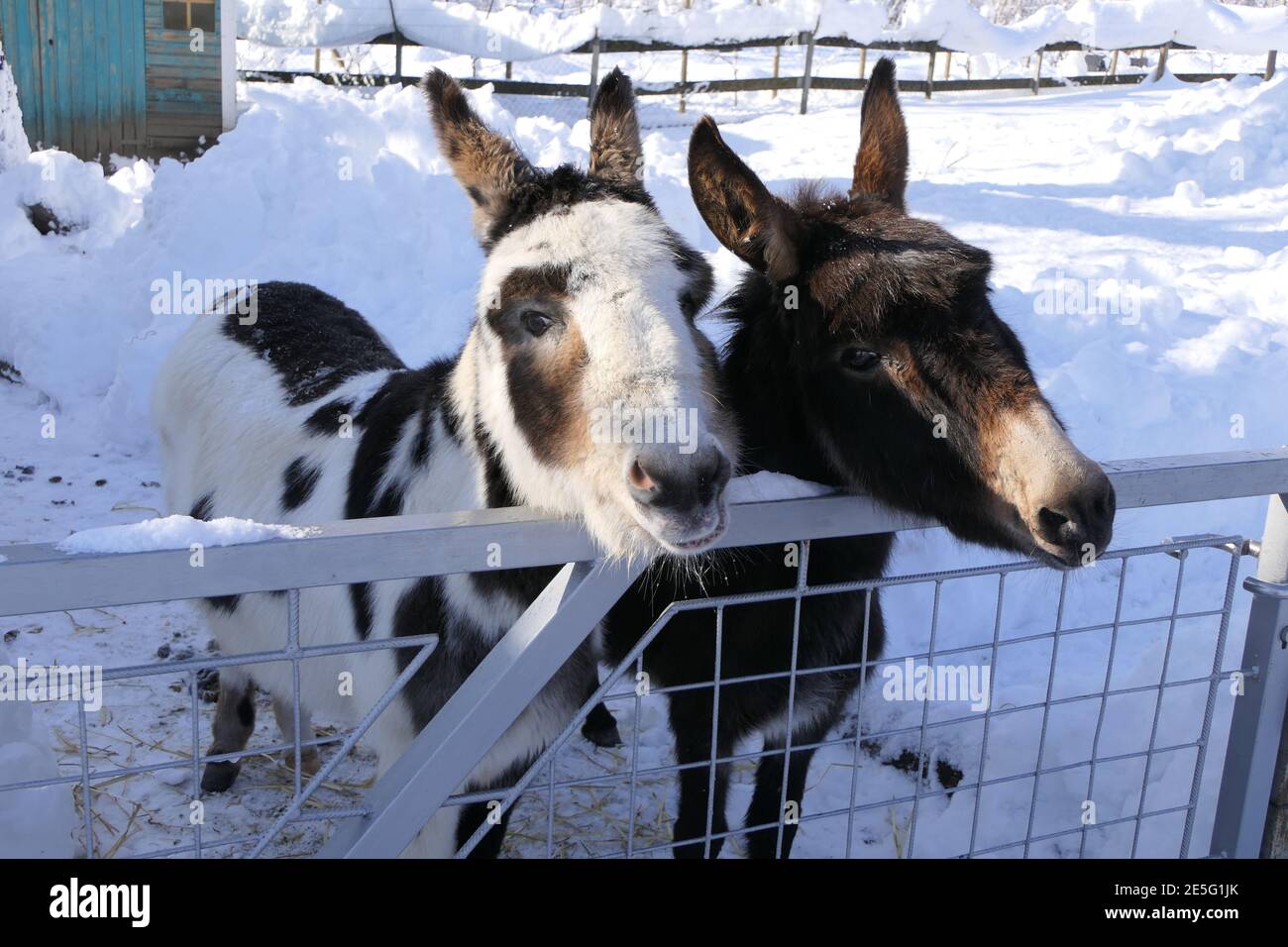 Donkey at fence hi-res stock photography and images - Alamy