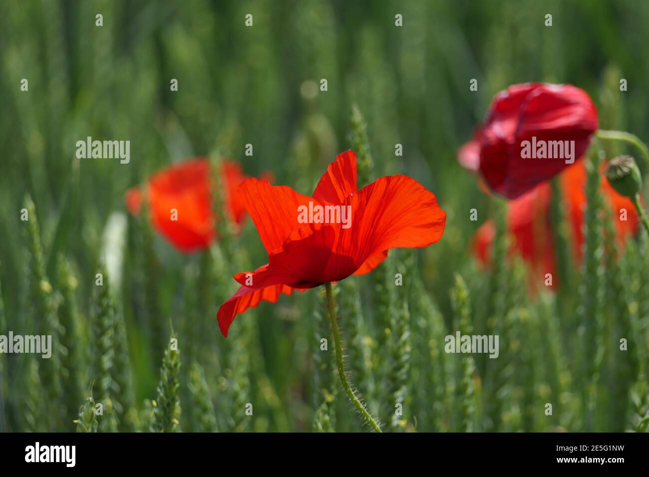 Beautiful red flowers for the eye, poppy plants in a cereal field Stock ...