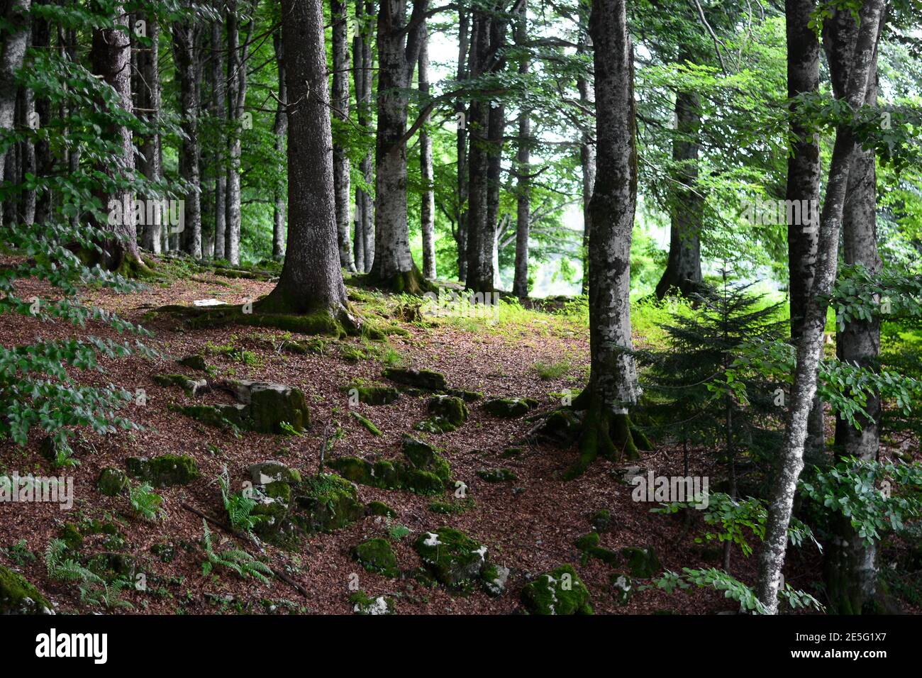 Oslo forest uk hi-res stock photography and images - Alamy