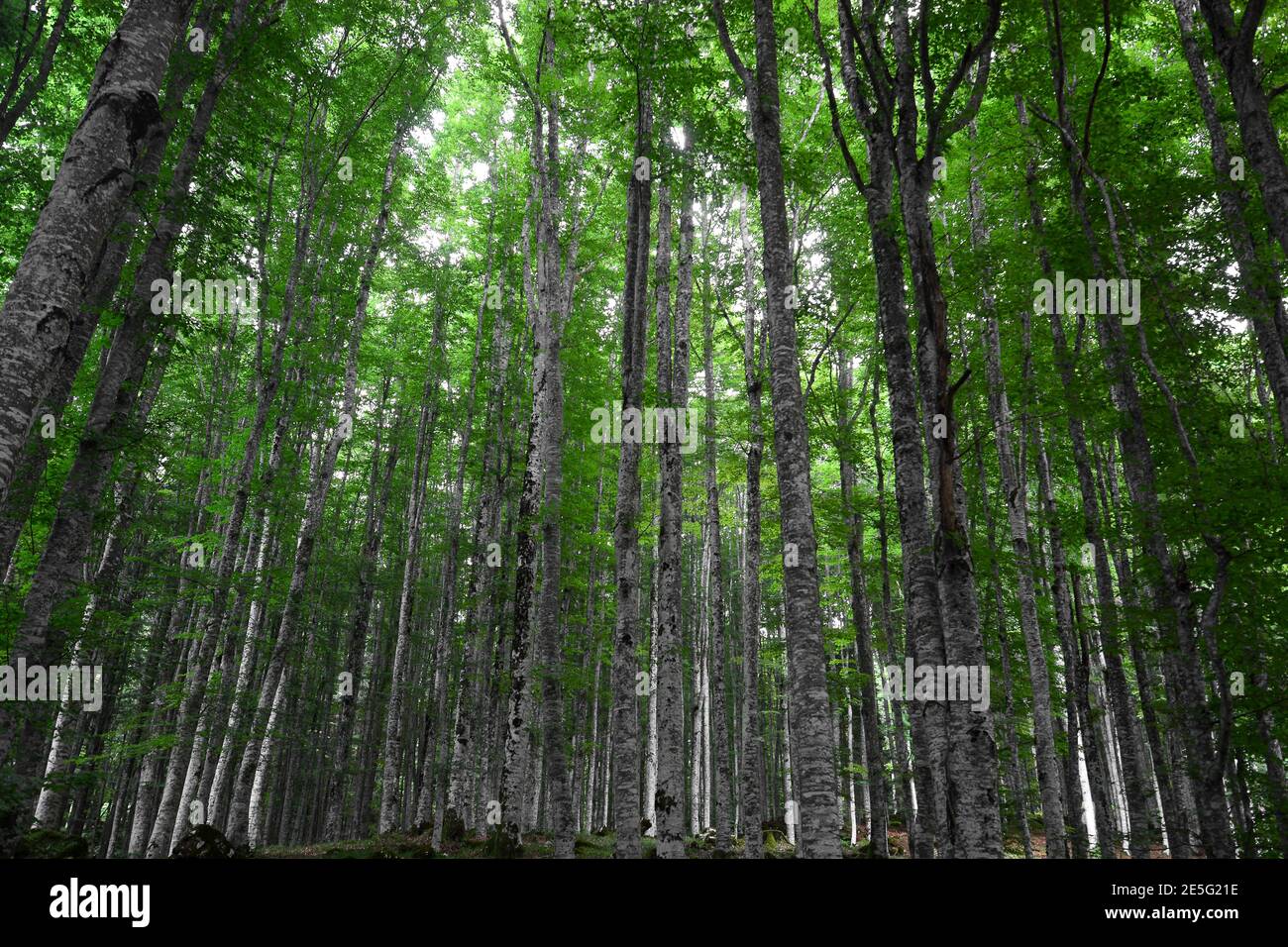 the forests in spring are colored with intense green Stock Photo - Alamy