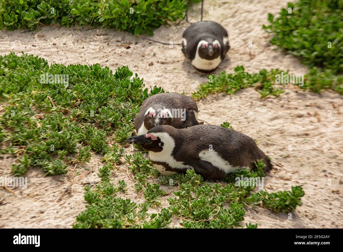 Three African penguins on the sand at the beach of Simon's Town, South ...