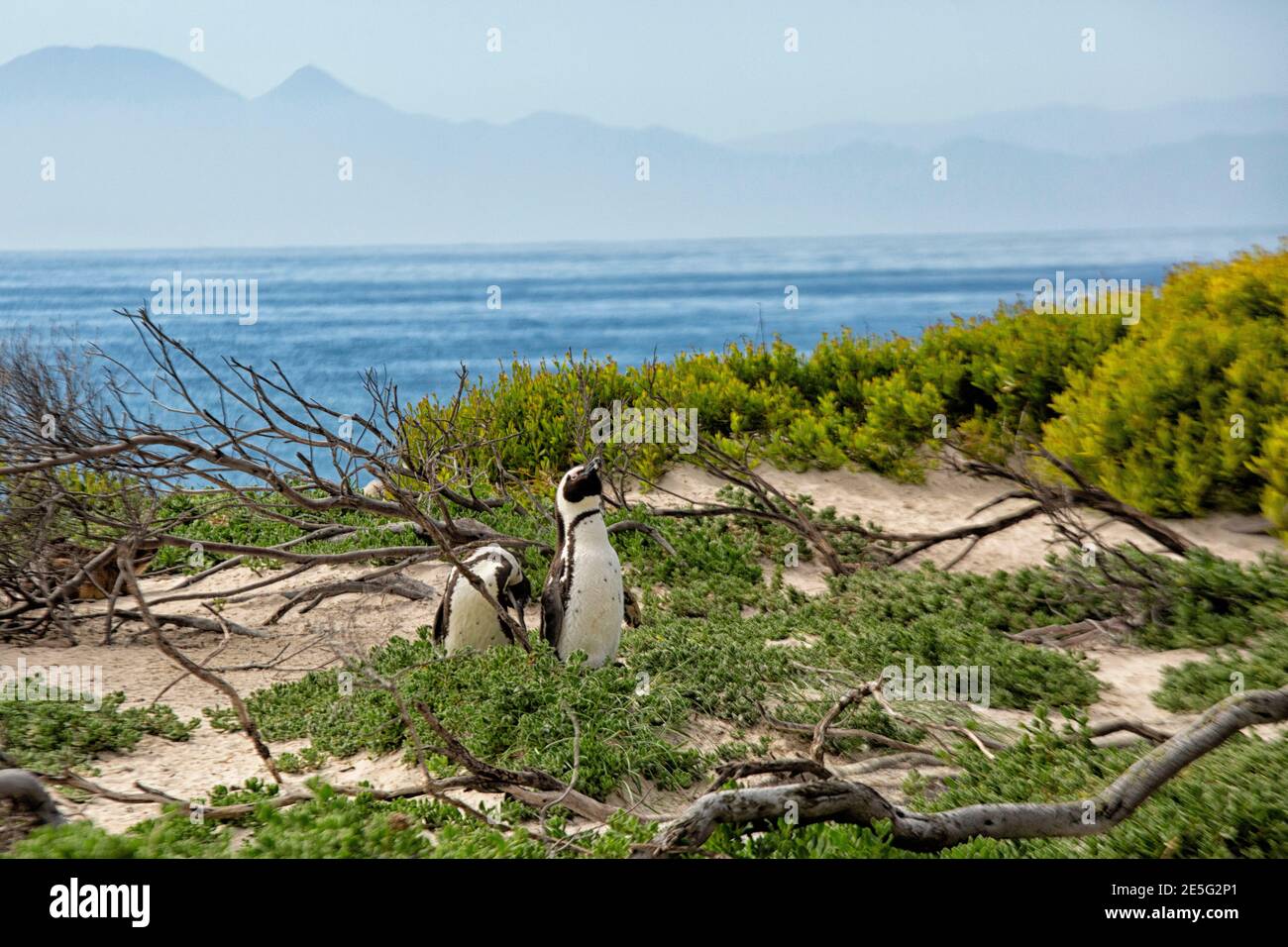 African penguins on the sand in the dunes of Simon's Town, South Africa ...