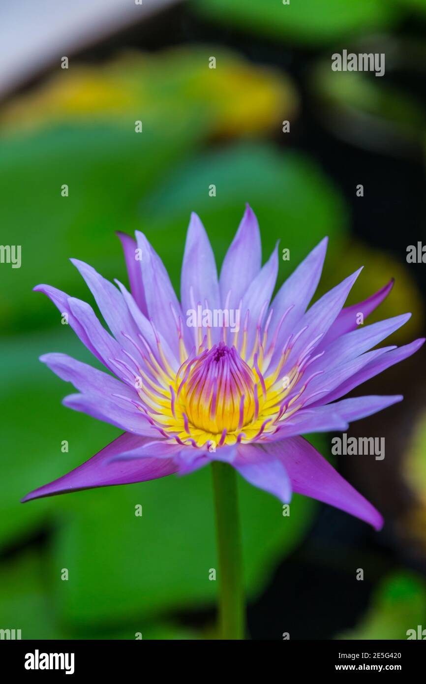 Lotus Flower water Stock Photo - Alamy