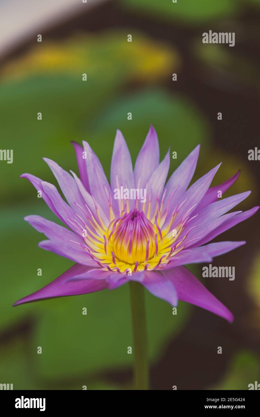 Lotus Flower water Stock Photo - Alamy