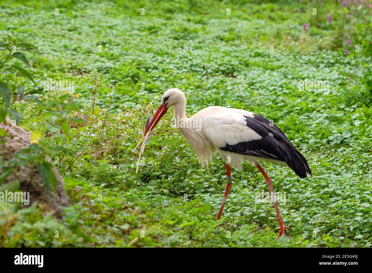 Storks in Alsace Stock Photo - Alamy