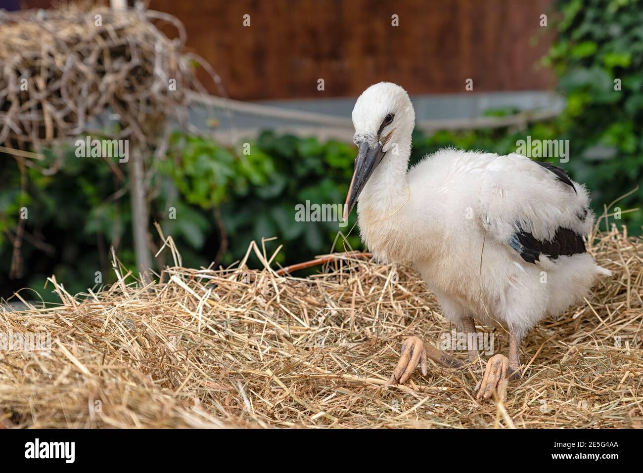 Storks in Alsace Stock Photo - Alamy