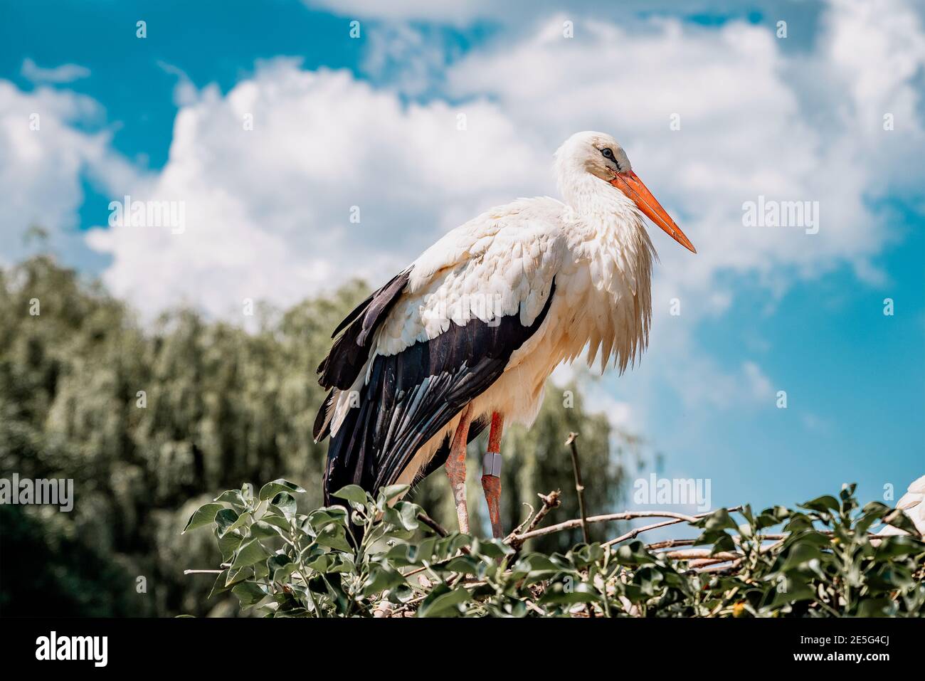 Storks in Alsace Stock Photo - Alamy