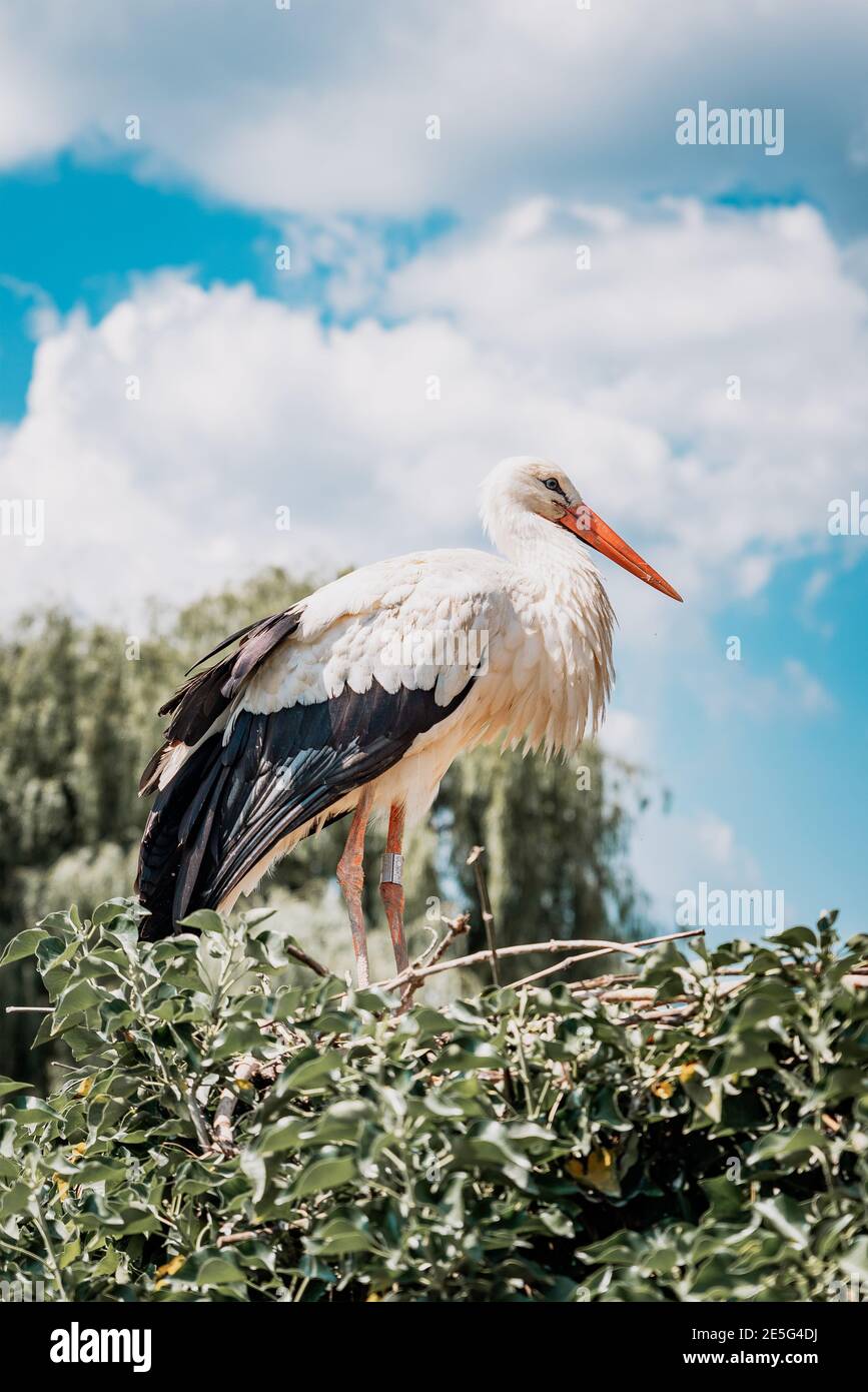 Storks in Alsace Stock Photo - Alamy