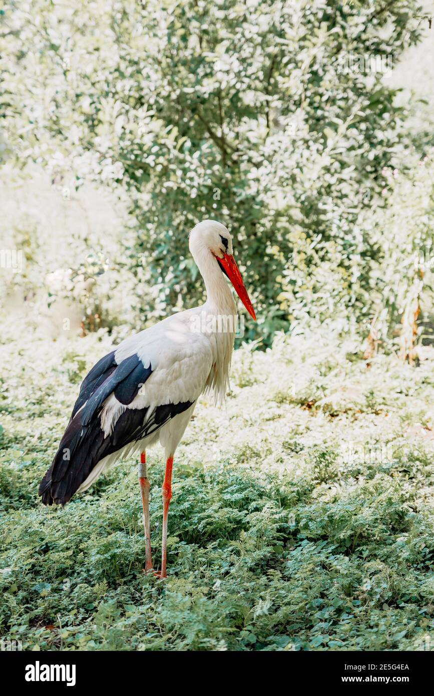 The white storks of alsace hi-res stock photography and images - Alamy