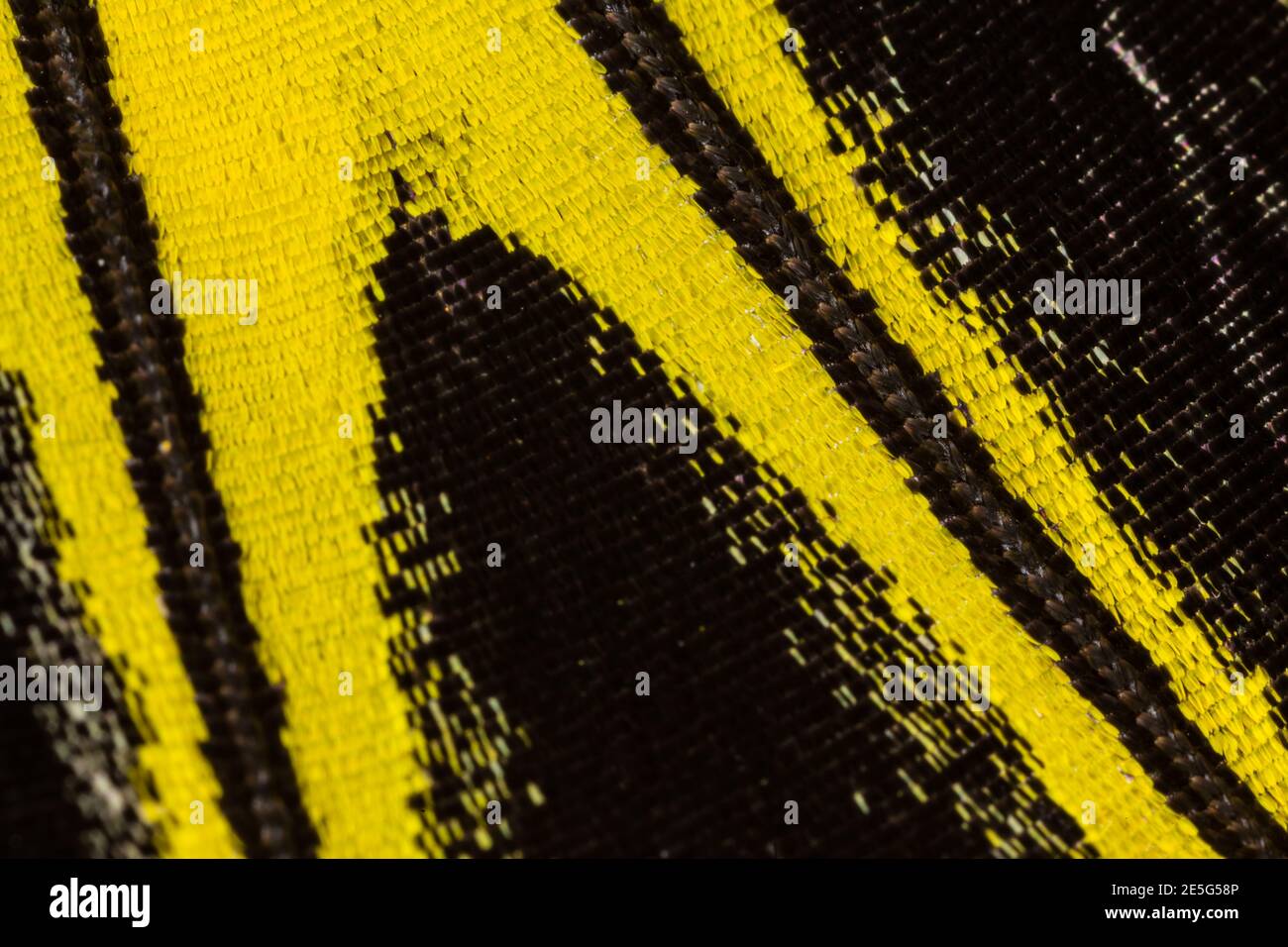 Butterfly wing pattern background Stock Photo - Alamy