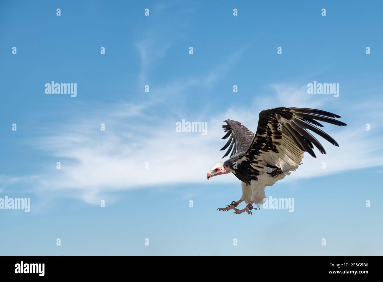 Cinereous vulture flying hi-res stock photography and images - Alamy