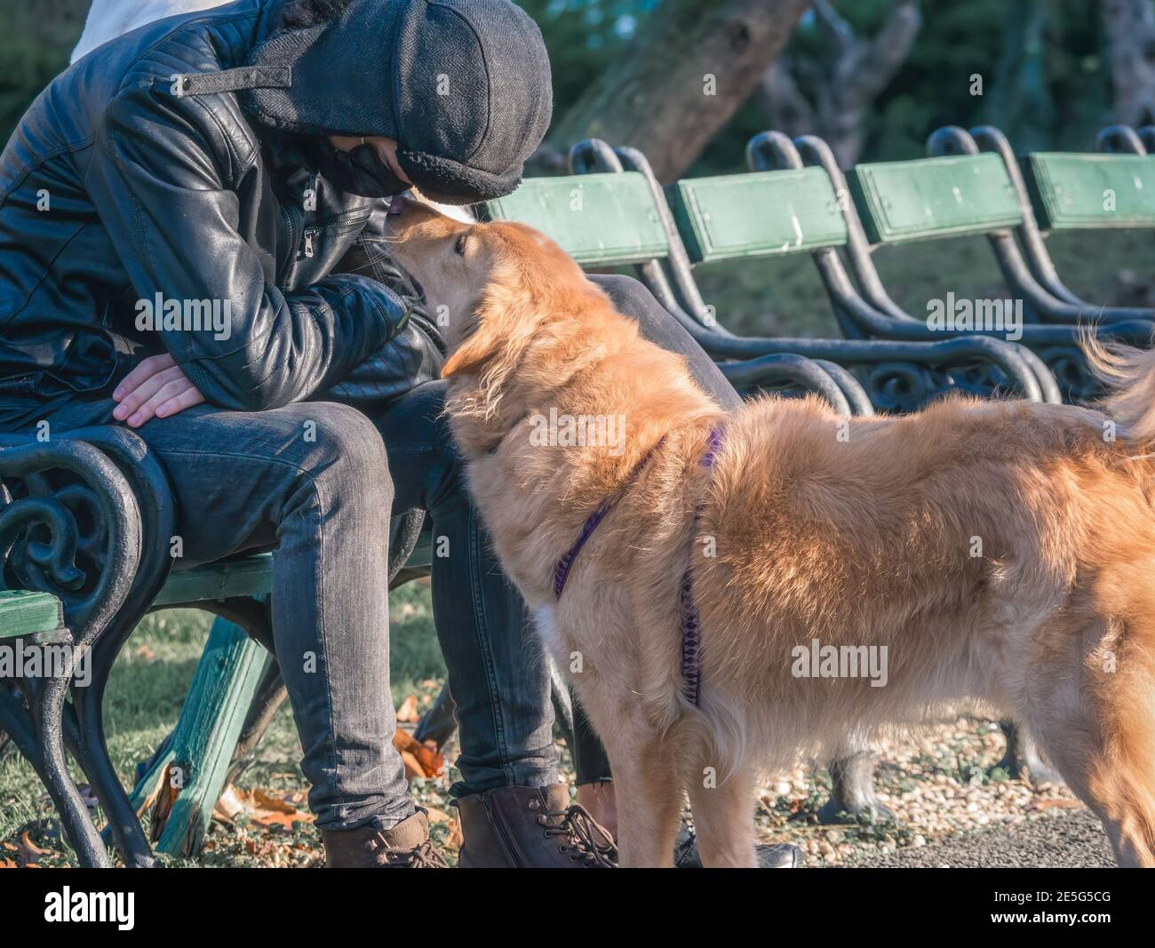 Dog connecting with owner hi-res stock photography and images - Alamy