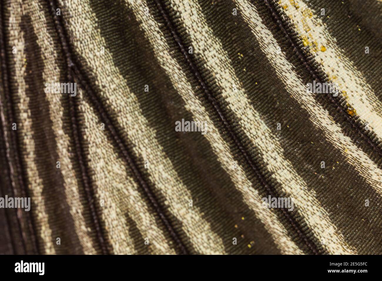 Butterfly wing pattern background Stock Photo - Alamy