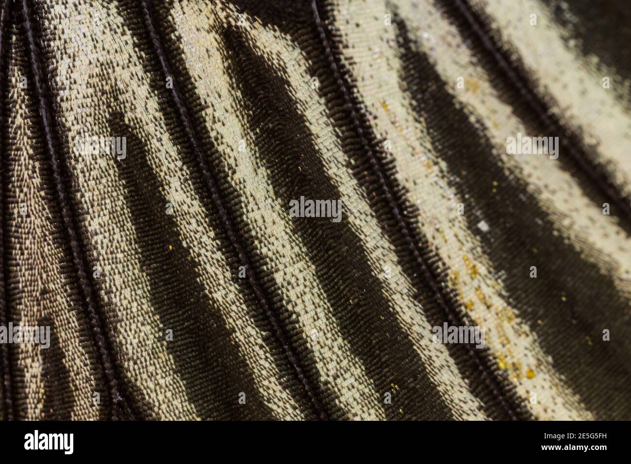 Butterfly wing pattern background Stock Photo - Alamy
