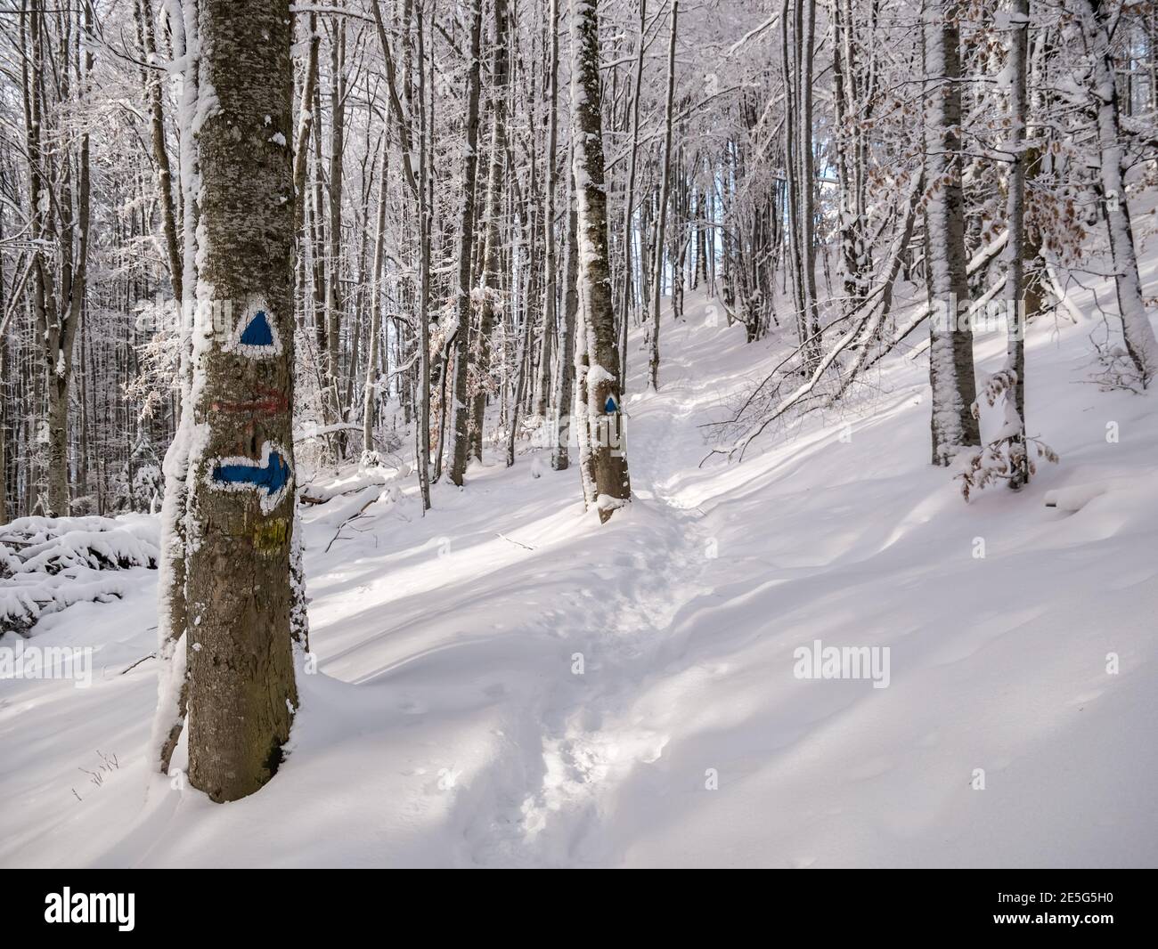 Blue arrow and triangle hiking trail mark painted on a tree in the ...
