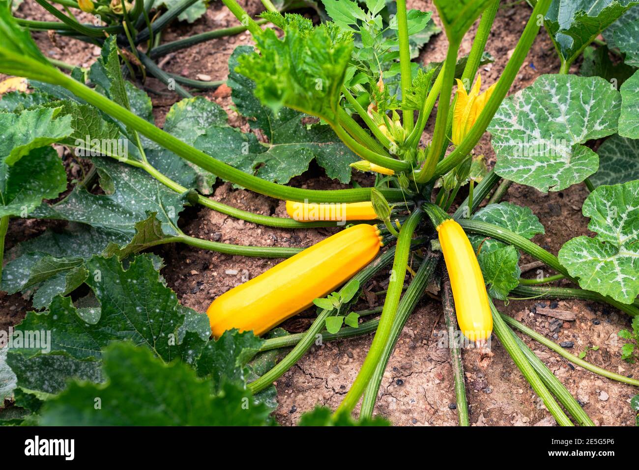 yellow courgettes in the home vegetable garden Stock Photo - Alamy