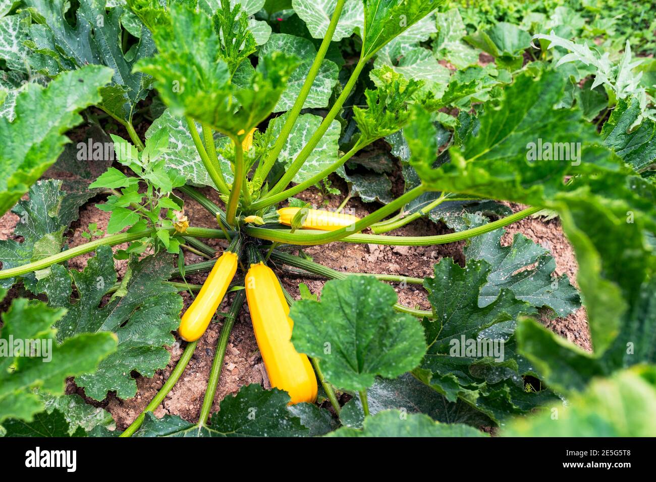 yellow courgettes in the home vegetable garden Stock Photo - Alamy