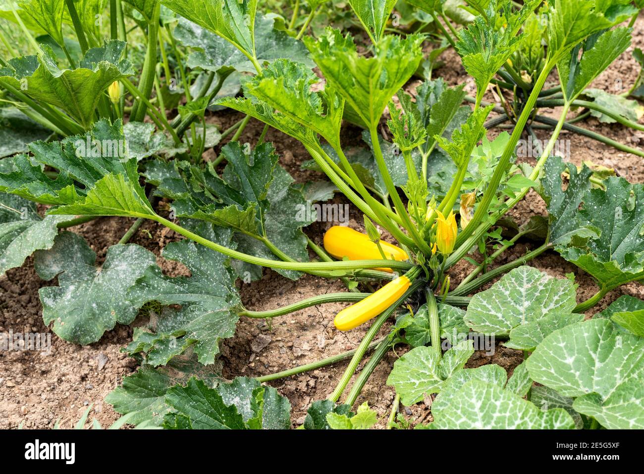 yellow courgettes in the home vegetable garden Stock Photo - Alamy