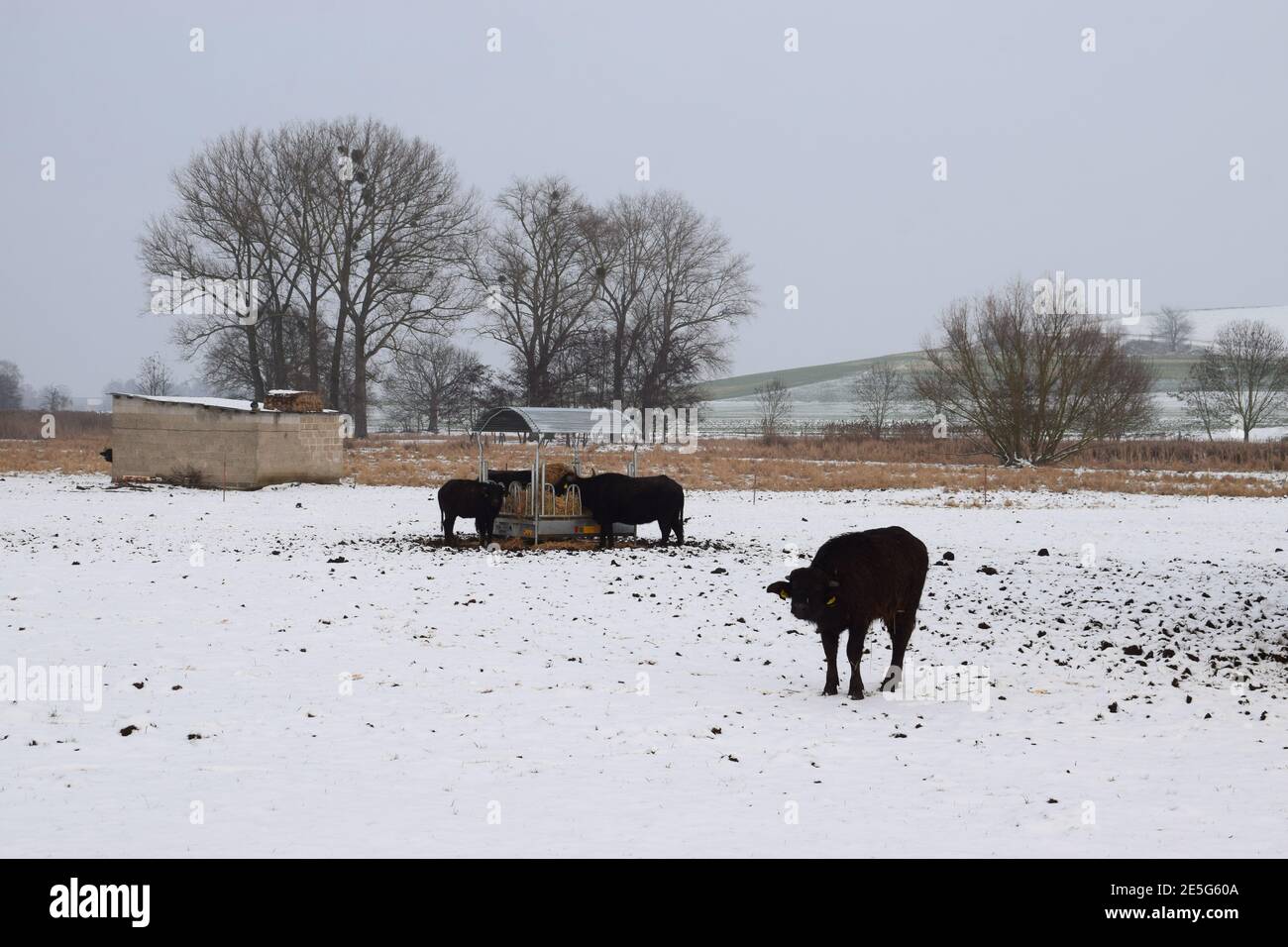 Herding water buffaloes hi-res stock photography and images - Alamy