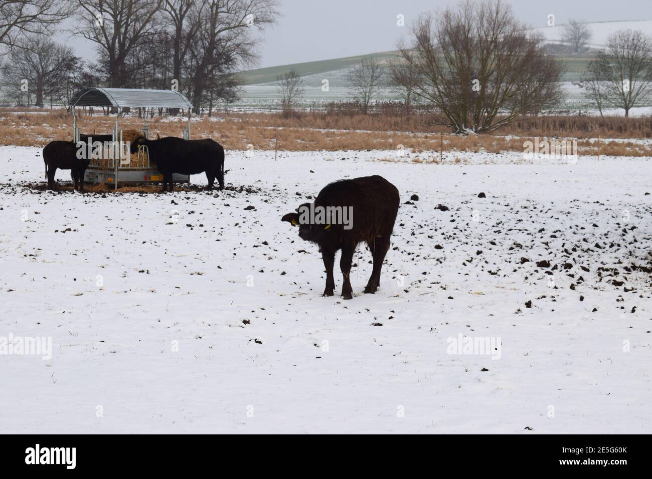 Herding water buffaloes hi-res stock photography and images - Alamy