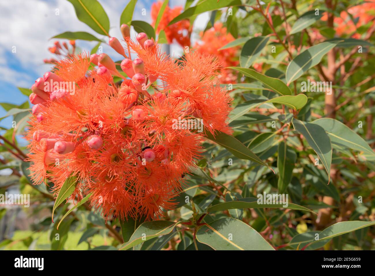 Red flowering gum tree hi-res stock photography and images - Alamy