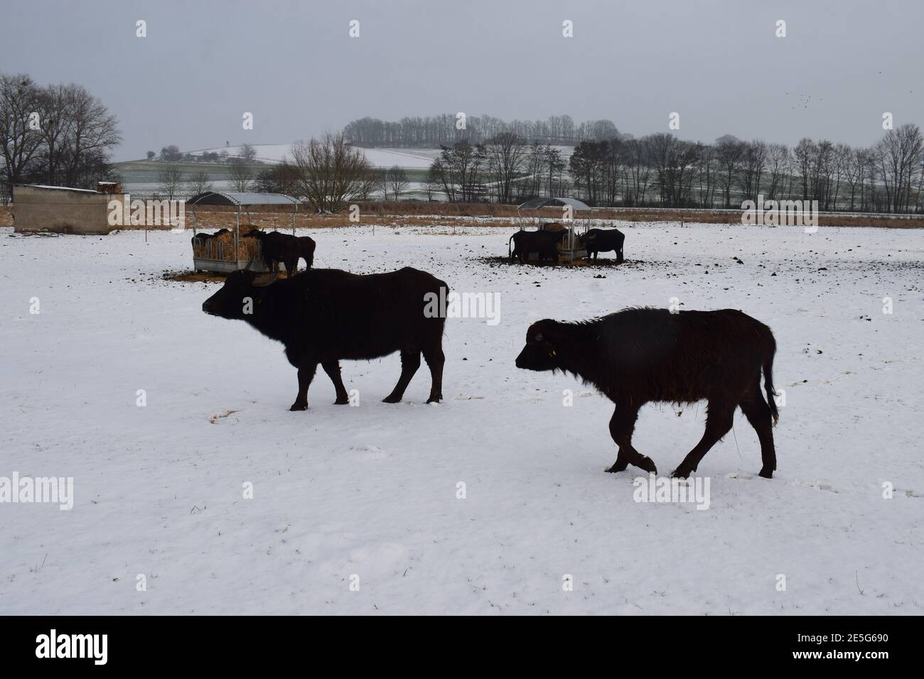 water buffalo herd in snow Stock Photo - Alamy