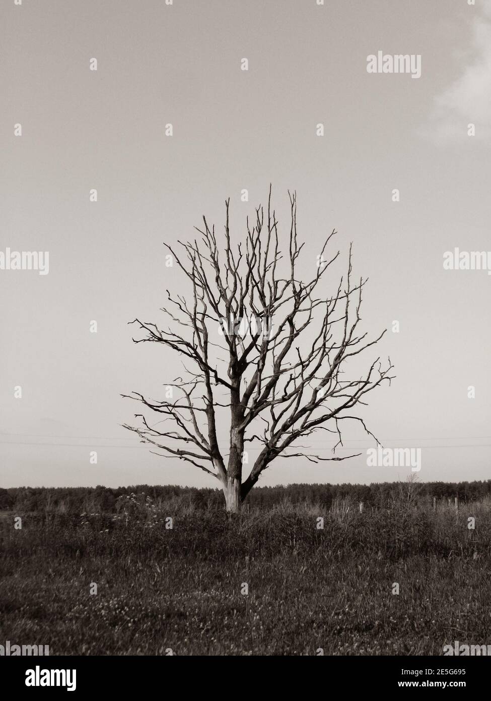 Single tree wet field hi-res stock photography and images - Alamy