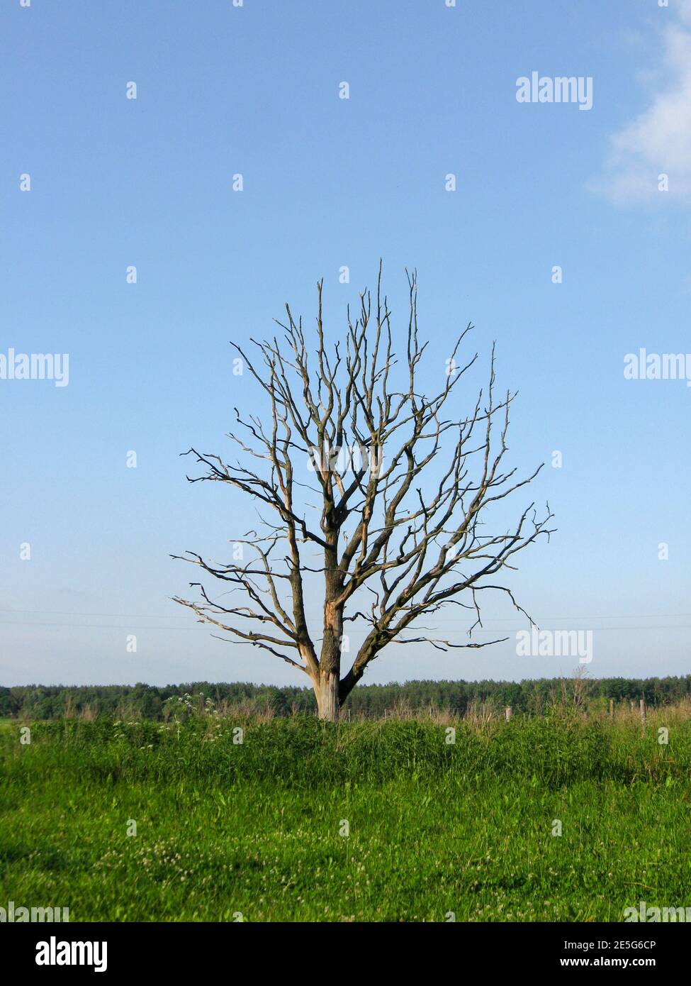 Landscape single withered tree hi-res stock photography and images - Alamy