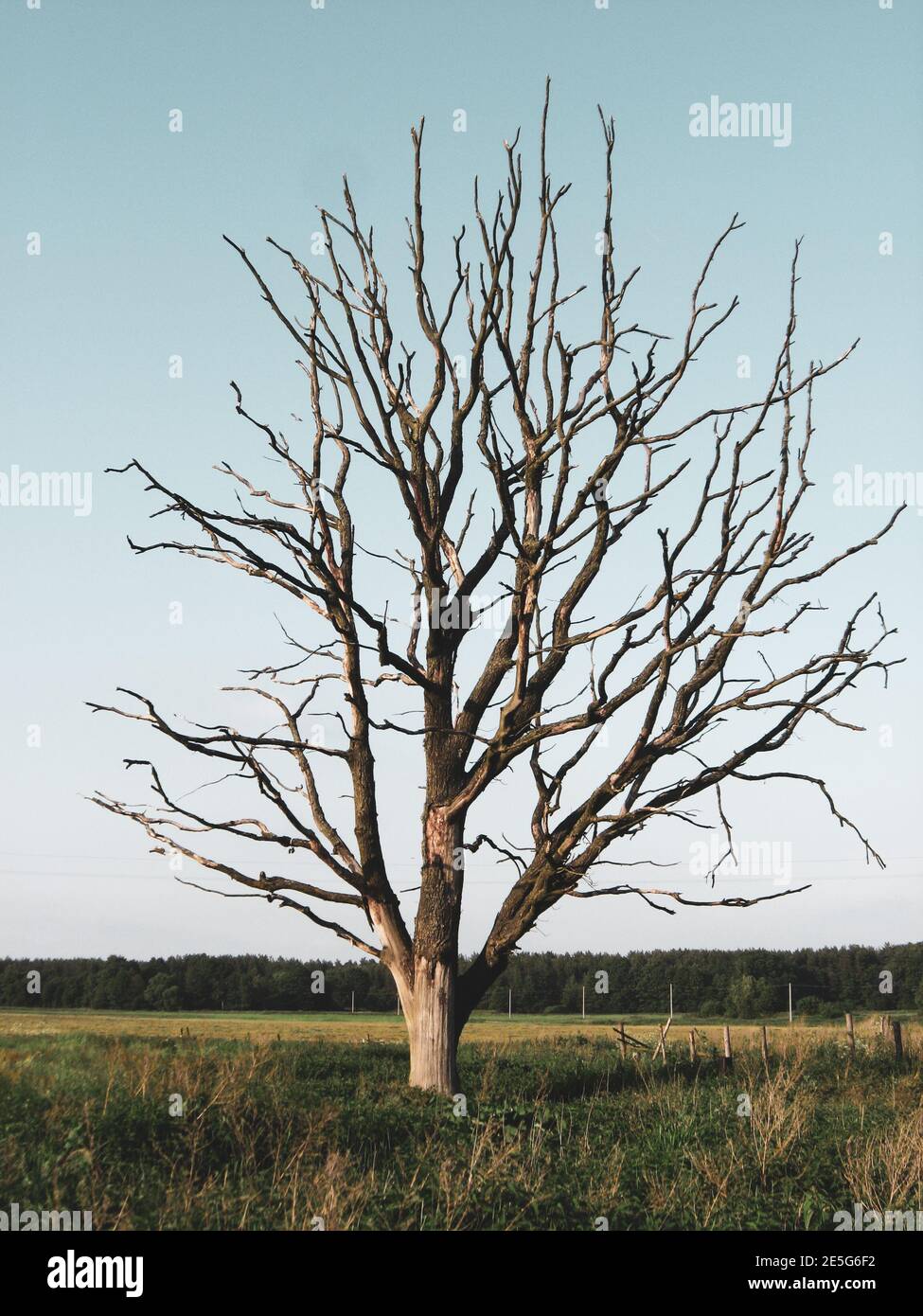 Withered lonely tree in the field Stock Photo - Alamy