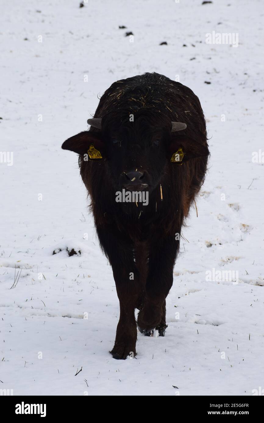 Herding water buffaloes hi-res stock photography and images - Alamy