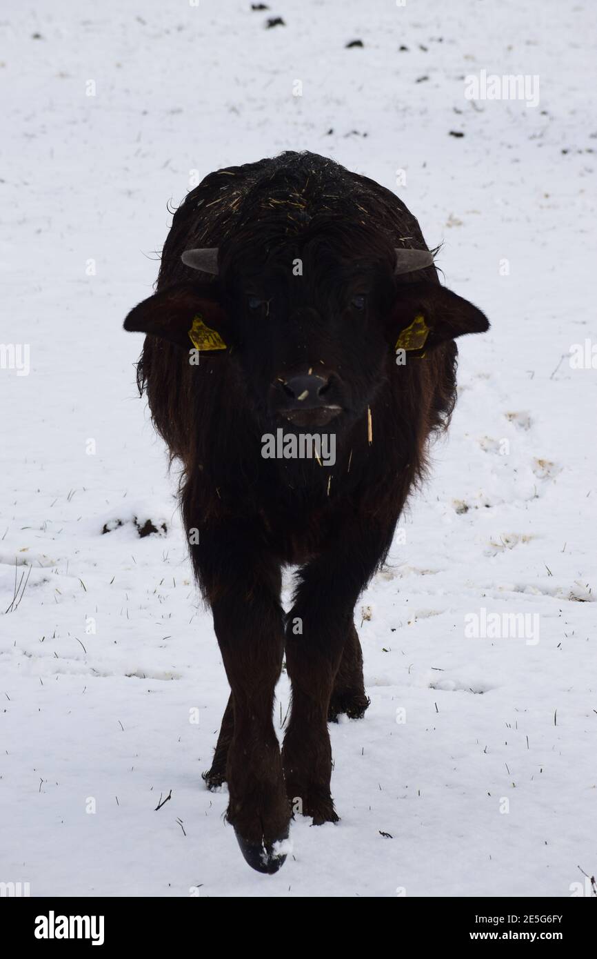 Herding water buffaloes hi-res stock photography and images - Alamy