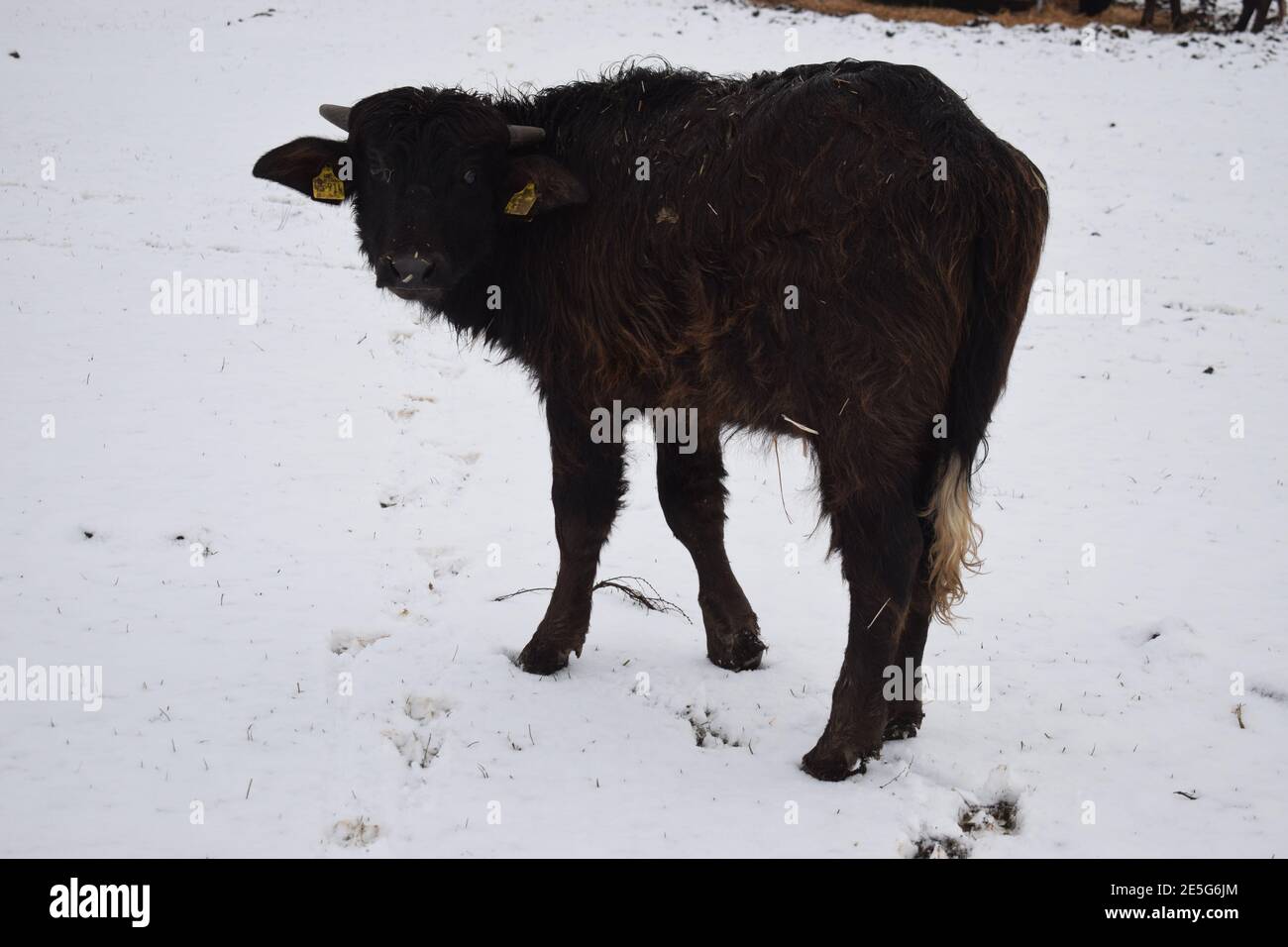 Herding water buffaloes hi-res stock photography and images - Alamy