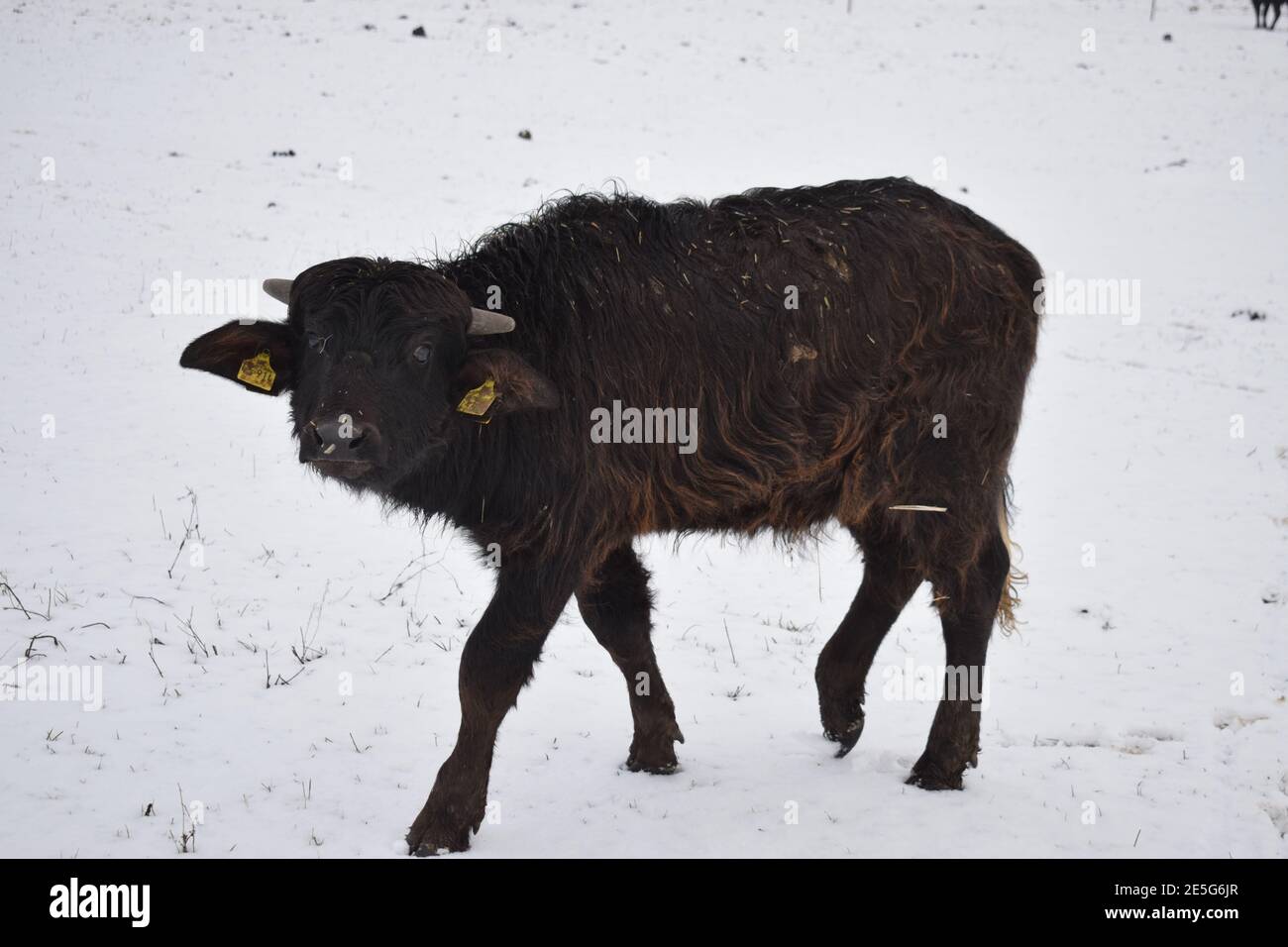 water buffalo calf in snow Stock Photo - Alamy