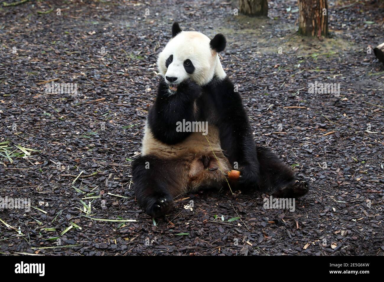 Brugelette, Belgium. 27th Jan, 2021. Giant panda Tian Bao enjoys eating ...
