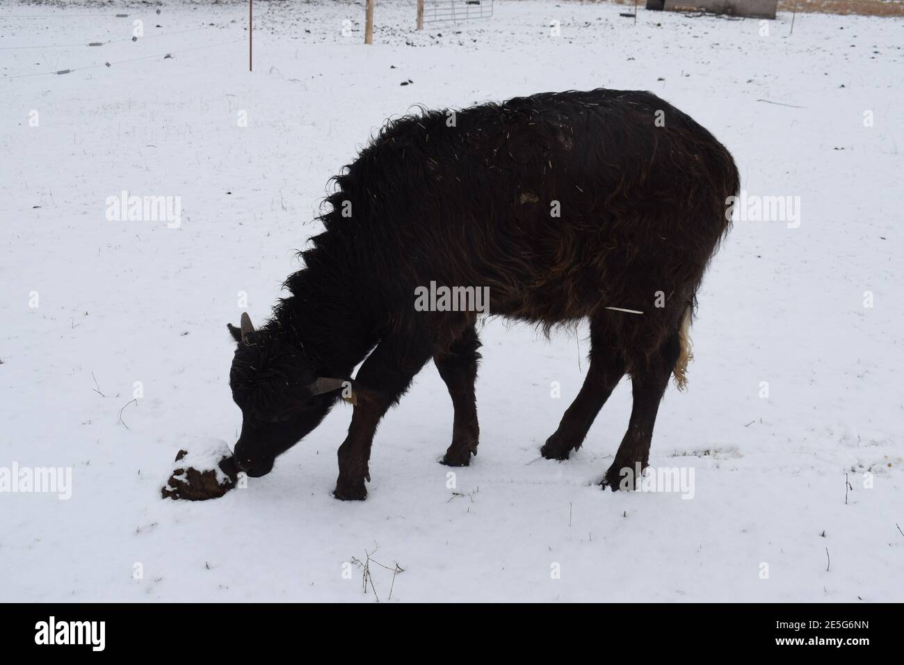 water buffalo calf in snow Stock Photo - Alamy