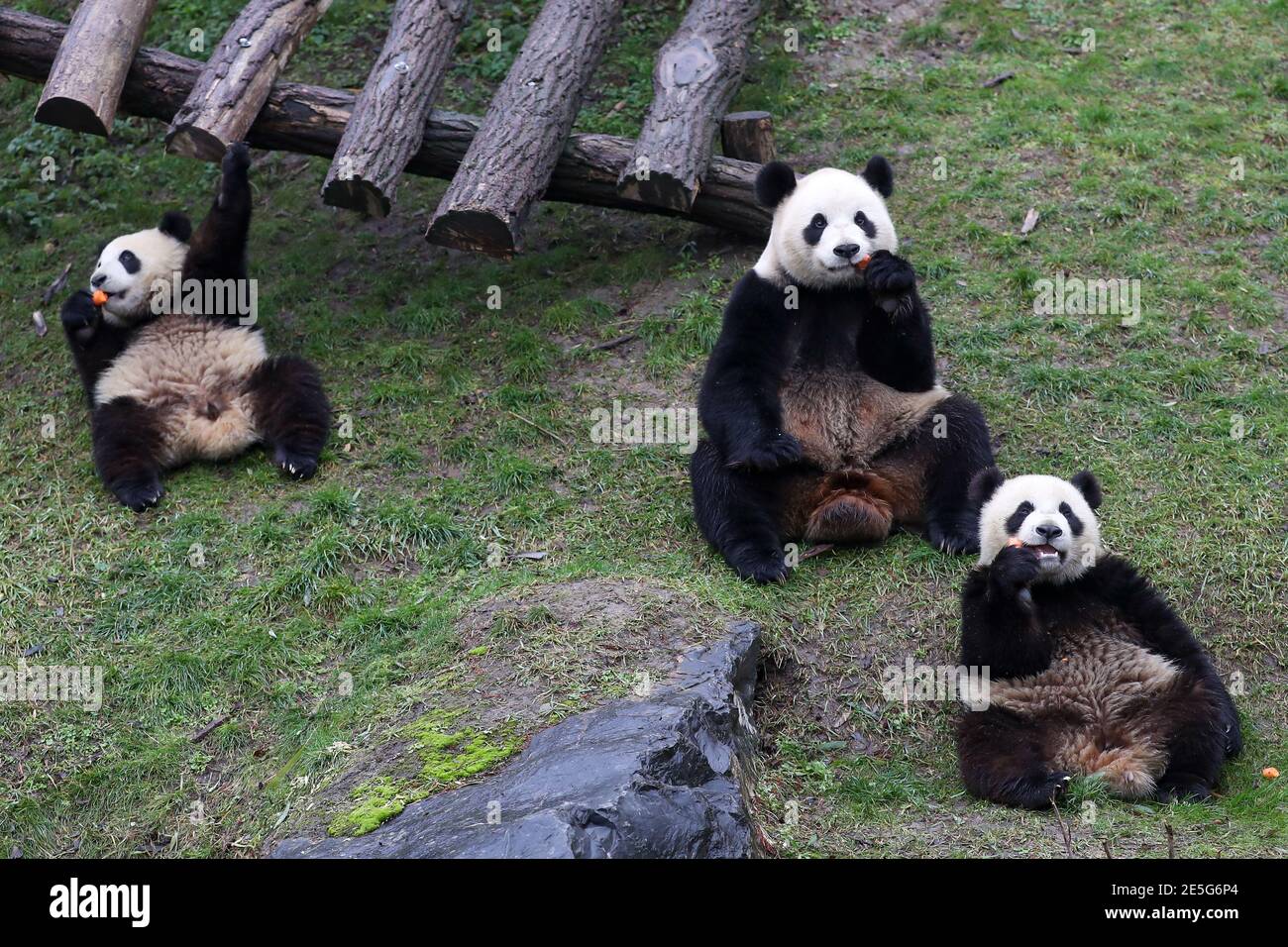 Brugelette, Belgium. 27th Jan, 2021. Giant panda Hao Hao and her twin ...