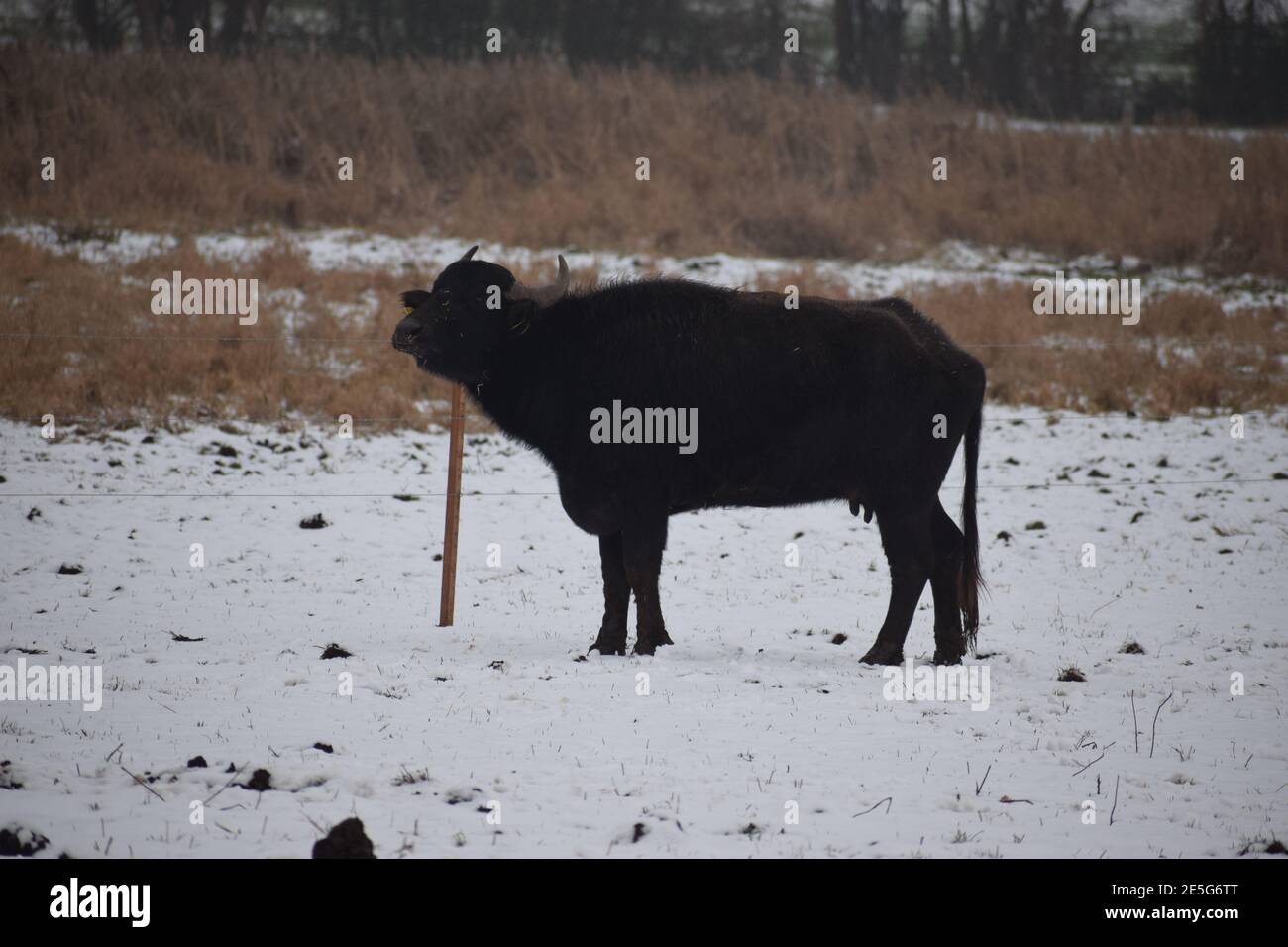 Herding water buffaloes hi-res stock photography and images - Alamy