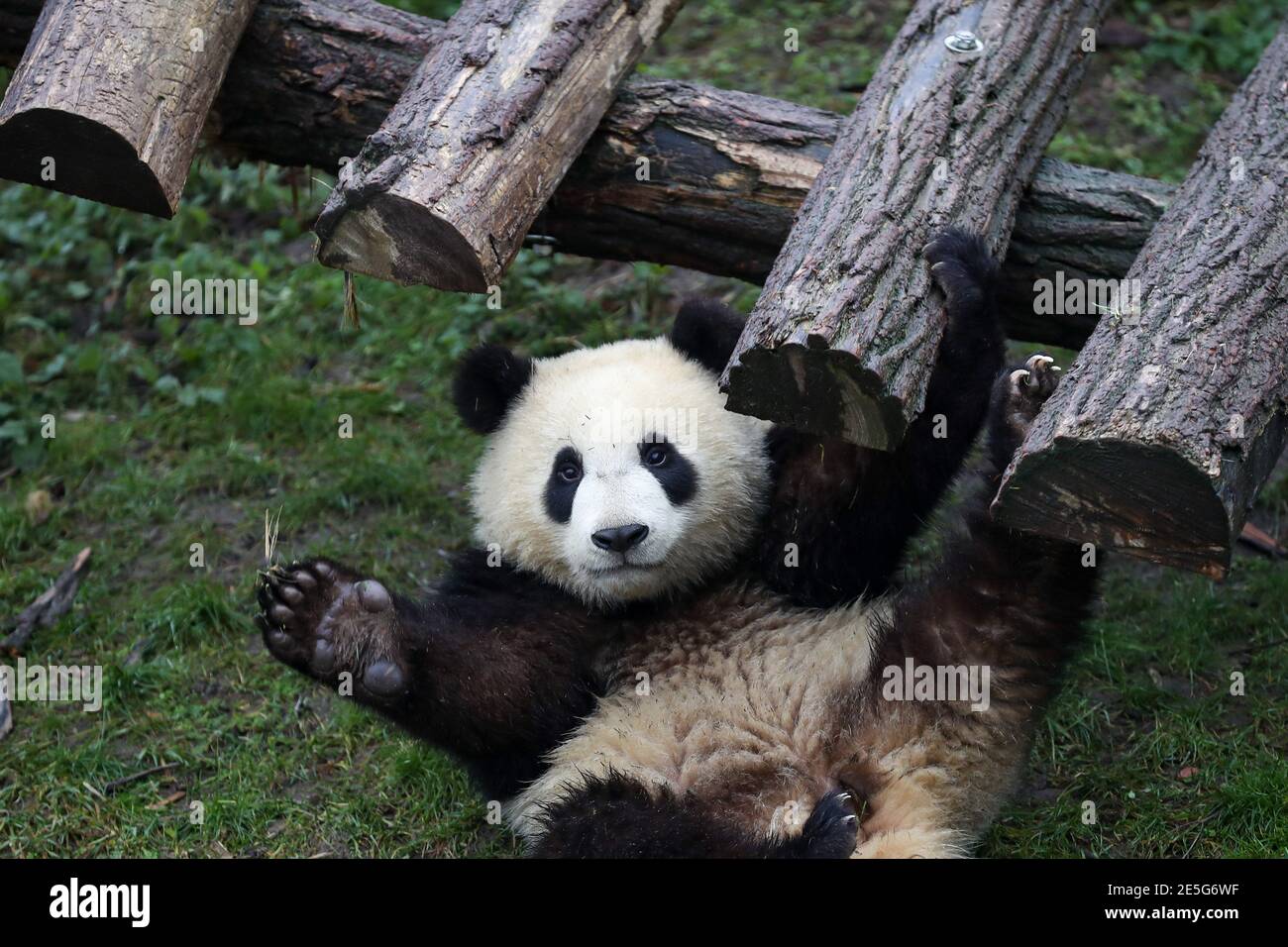 Brugelette, Belgium. 27th Jan, 2021. Giant panda cub Bao Di plays at ...