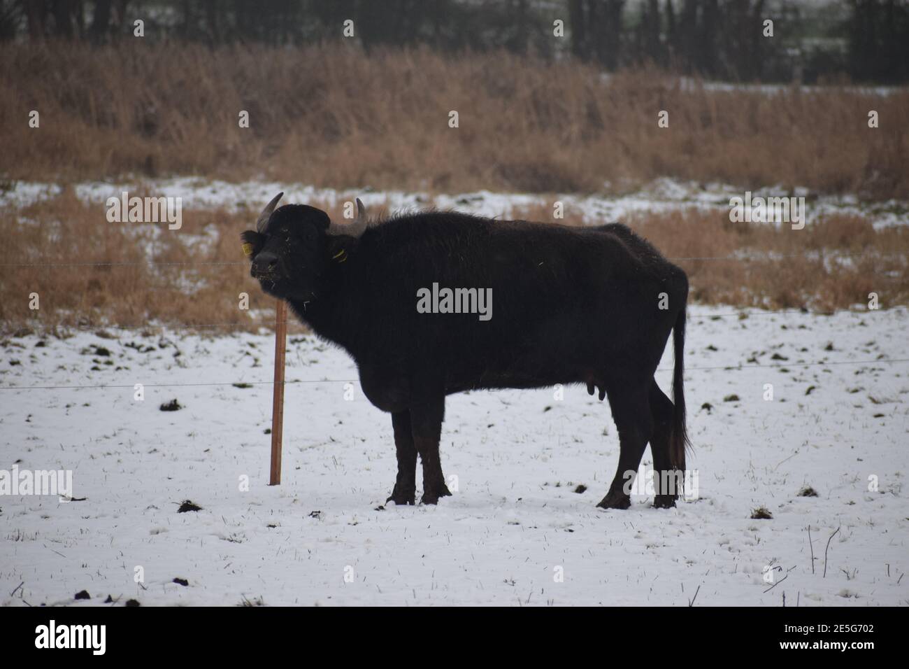 Herding water buffaloes hi-res stock photography and images - Alamy