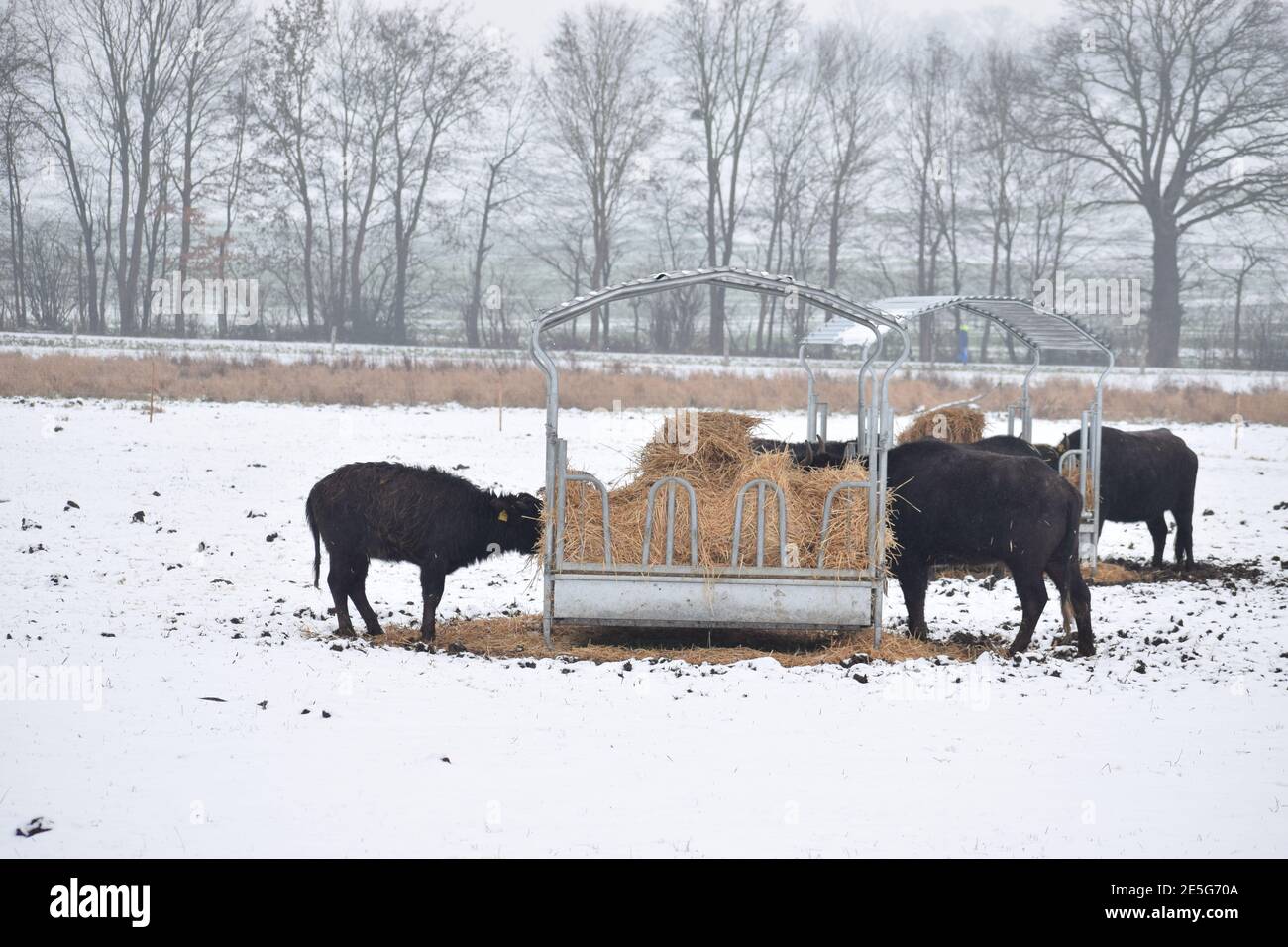 Herding water buffaloes hi-res stock photography and images - Alamy