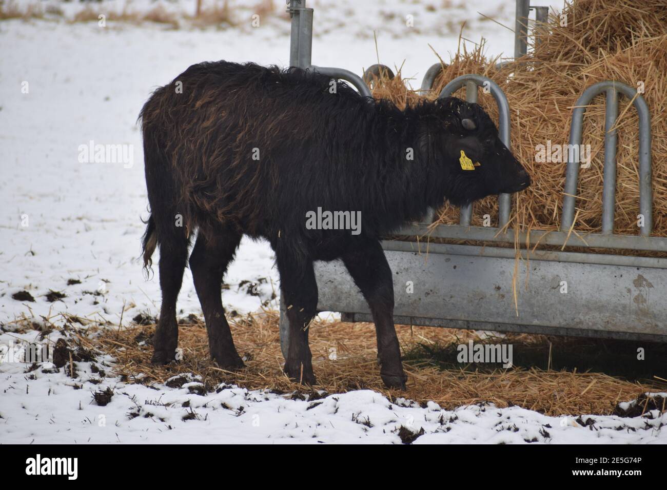 Herding water buffaloes hi-res stock photography and images - Alamy