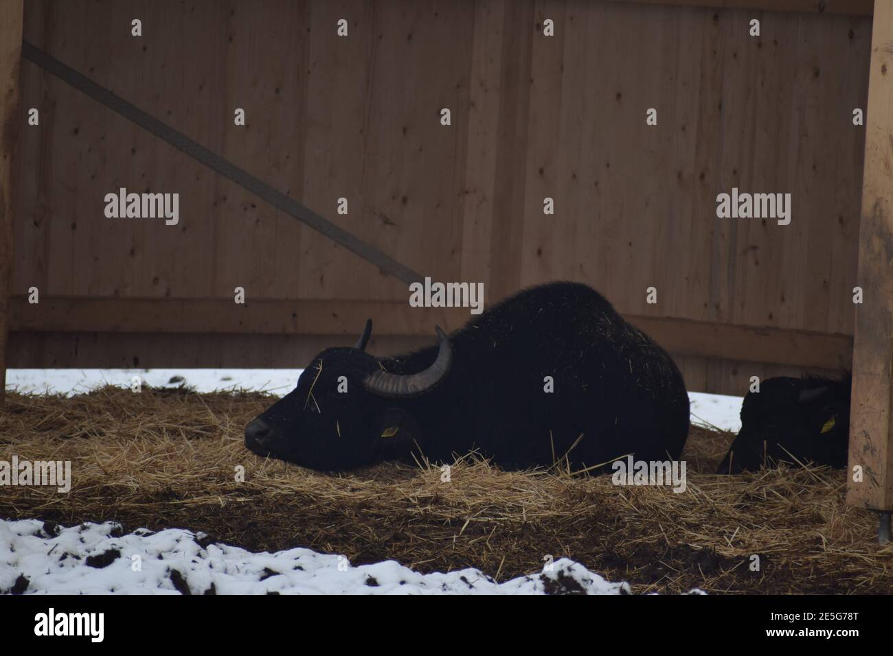 Herding water buffaloes hi-res stock photography and images - Alamy