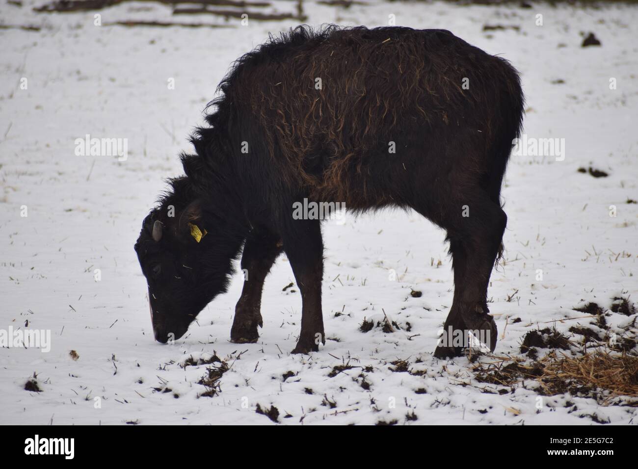 Herding water buffaloes hi-res stock photography and images - Alamy