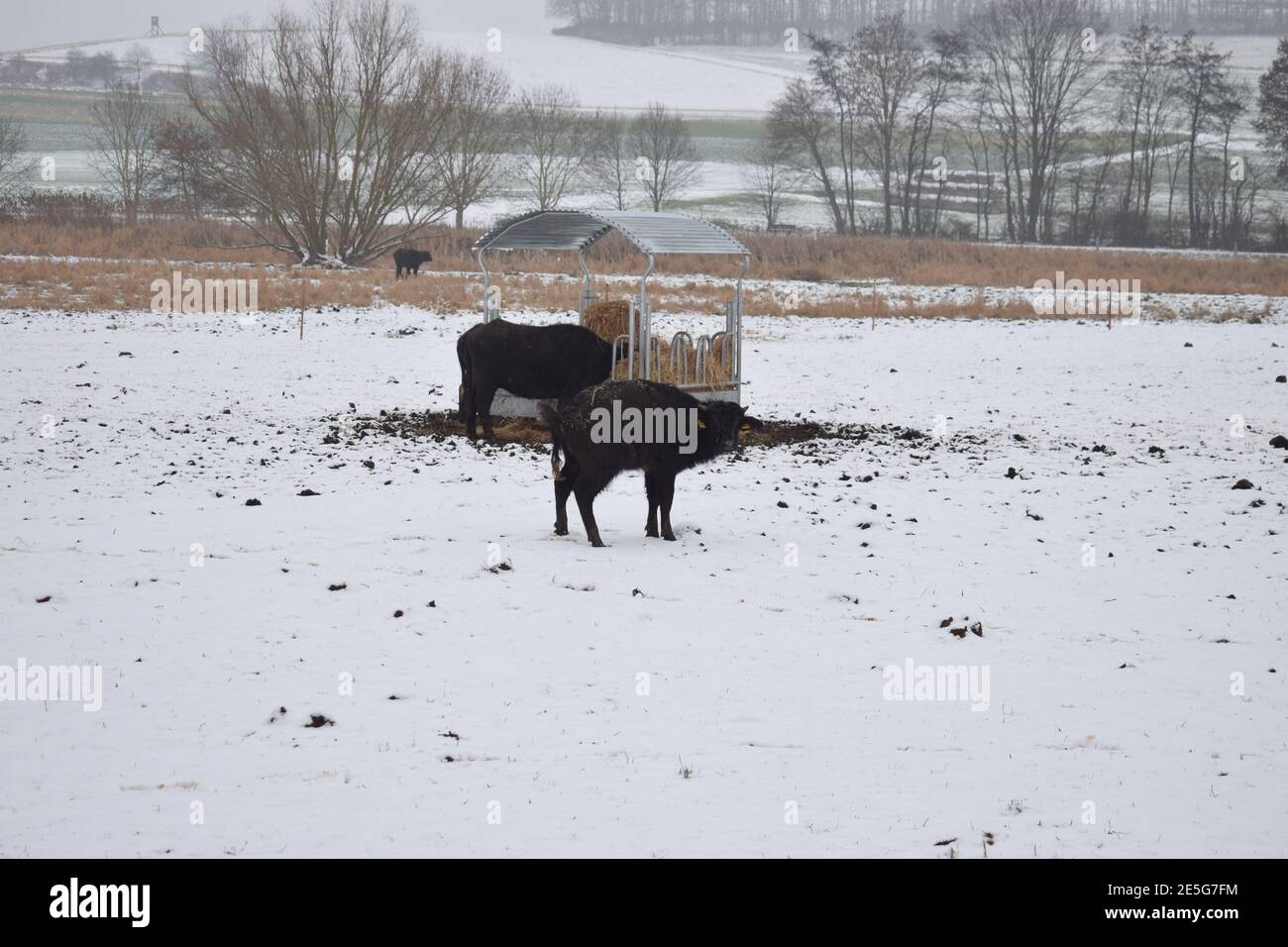 Herding water buffaloes hi-res stock photography and images - Alamy
