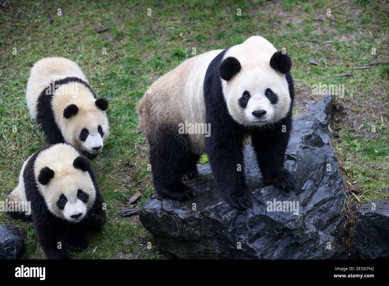 Brugelette, Belgium. 27th Jan, 2021. Giant panda Hao Hao and her twin ...