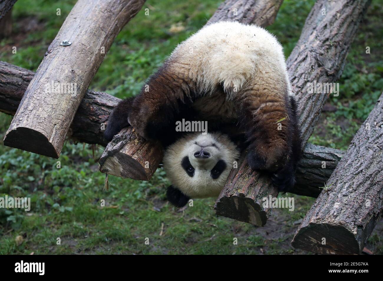 Brugelette, Belgium. 27th Jan, 2021. Giant panda cub Bao Di plays at ...