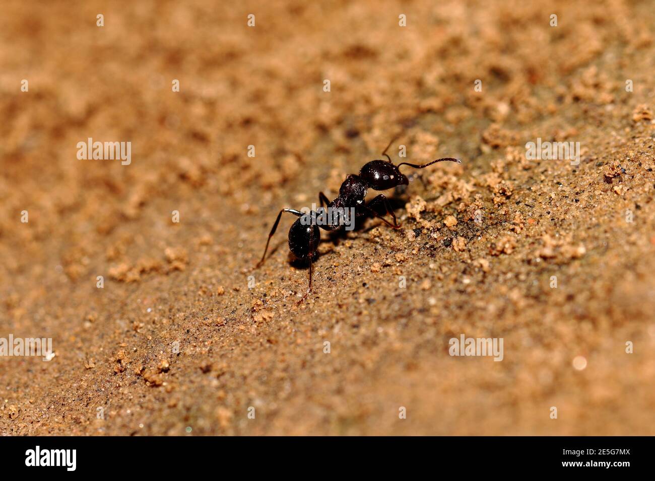 A black ant moving on the ground, india, macro view of black ant insect ...