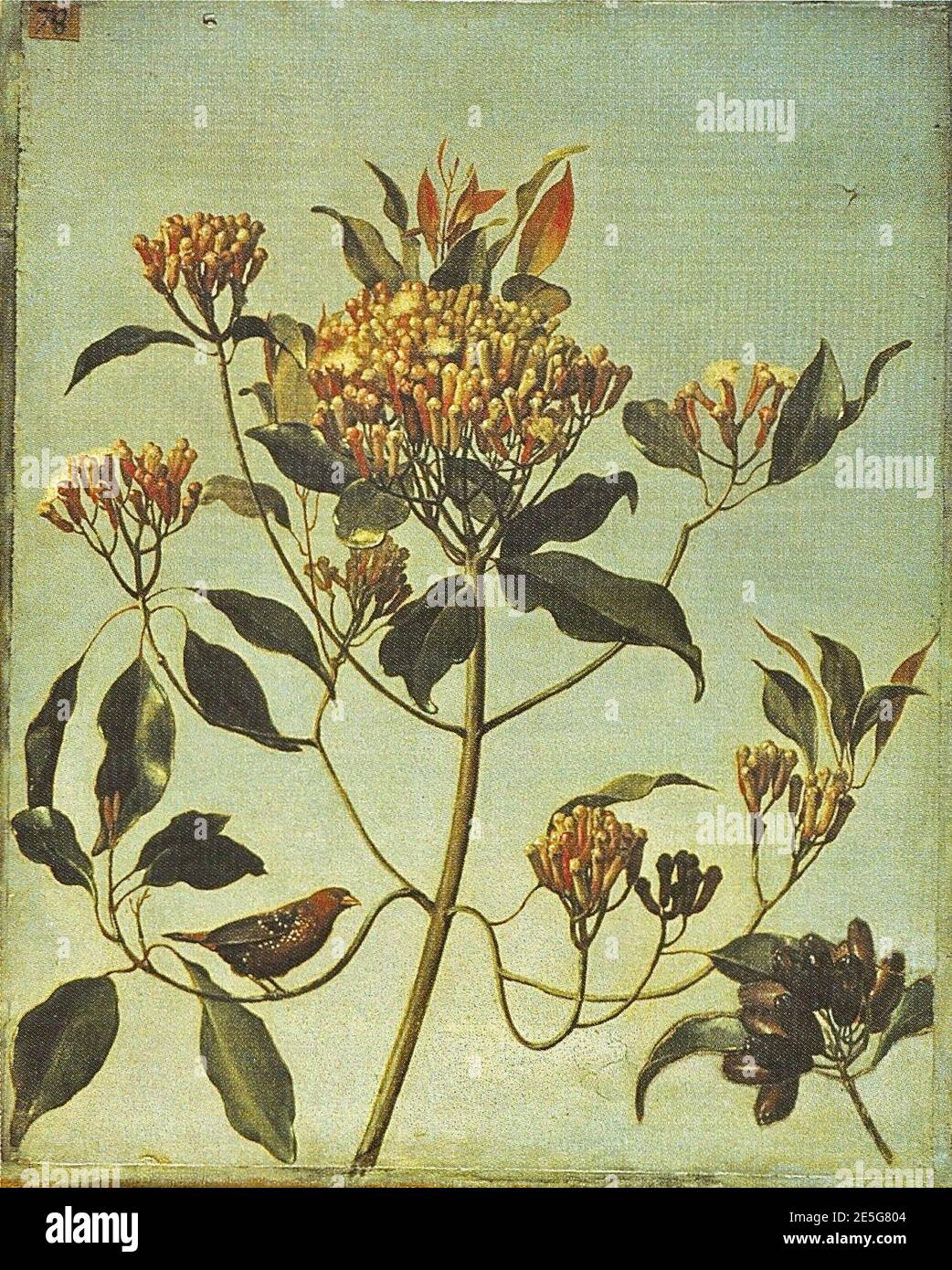 Giroflier hi-res stock photography and images - Alamy