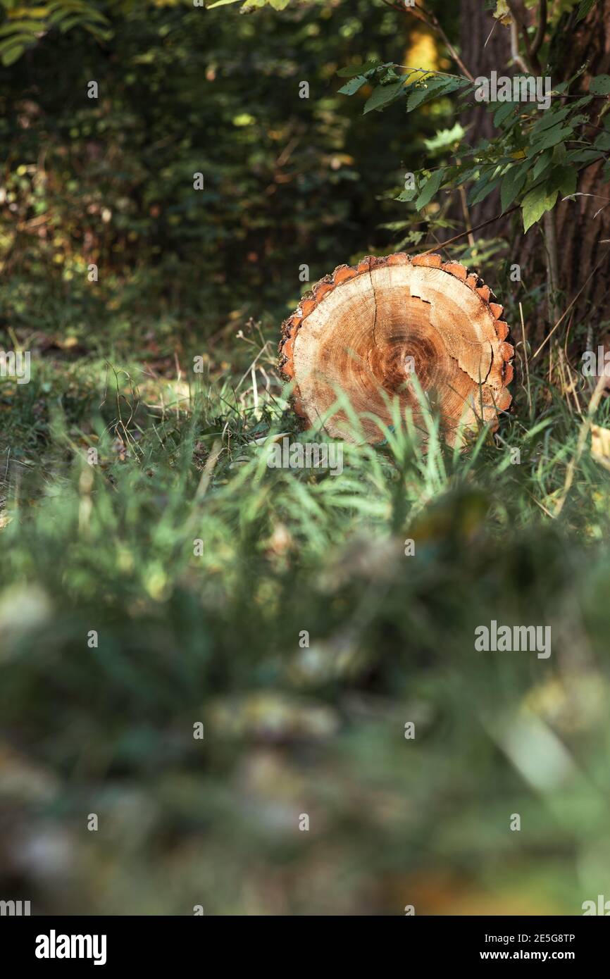 A log lying in the forest on the ground Stock Photo - Alamy