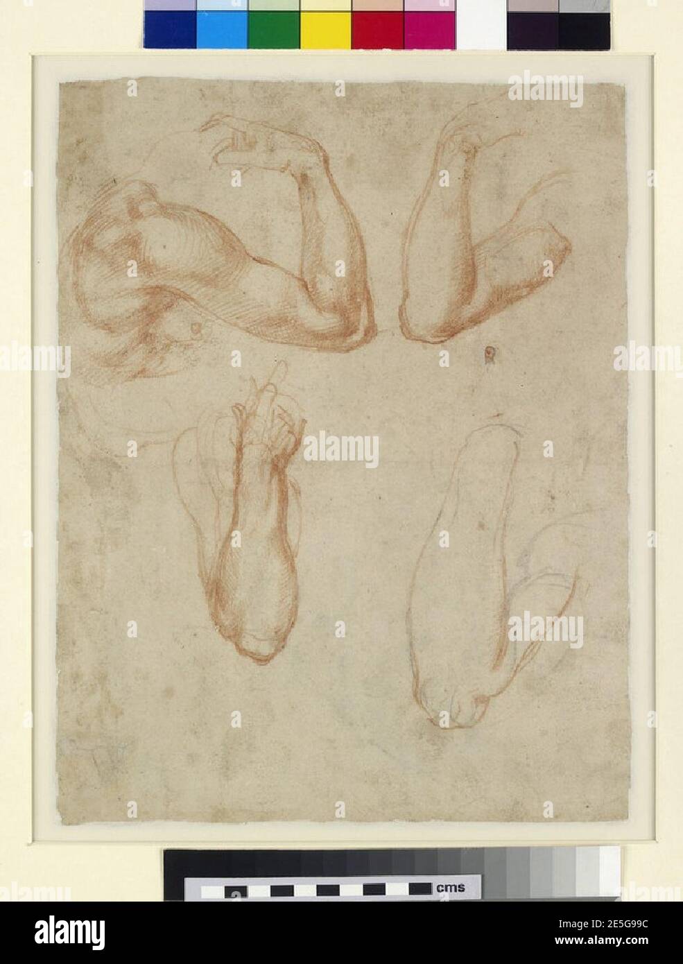 Michelangelo - Verso Study of arms, WA1846.55 Stock Photo - Alamy
